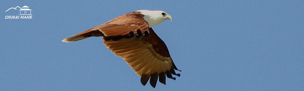 Brahminy-kite facts, diet, pet | Chukki Mane